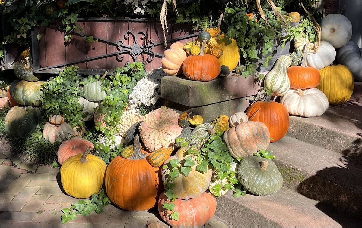A Prolific Pumpkin Display – NealEnJoy