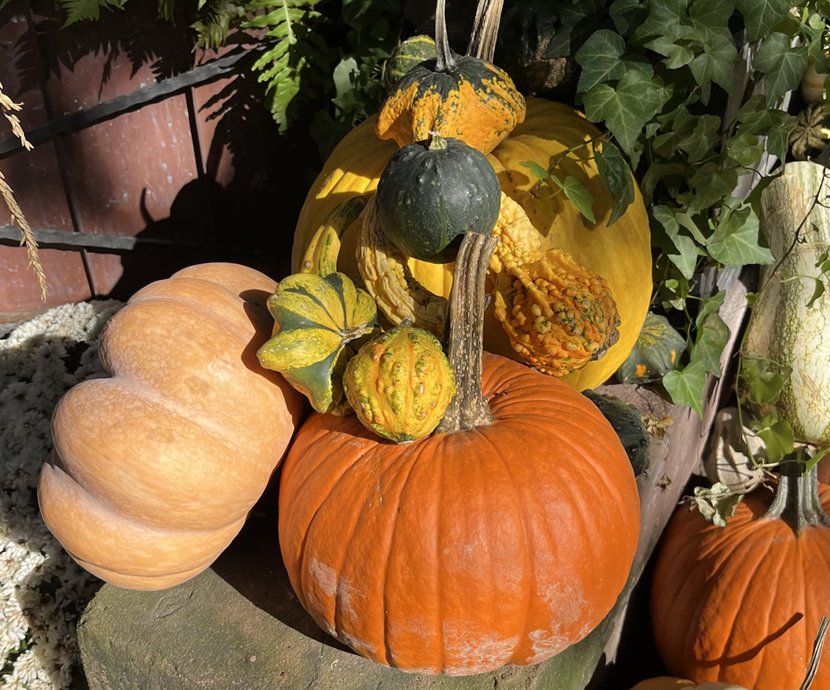 A Prolific Pumpkin Display – NealEnJoy