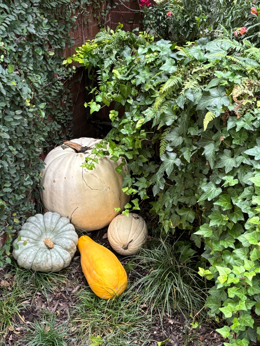Pumped Up for Pumpkins – NealEnJoy