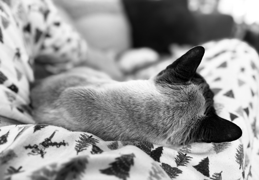 Five Friday Happy Bringers 1/2/26 – NealEnJoy